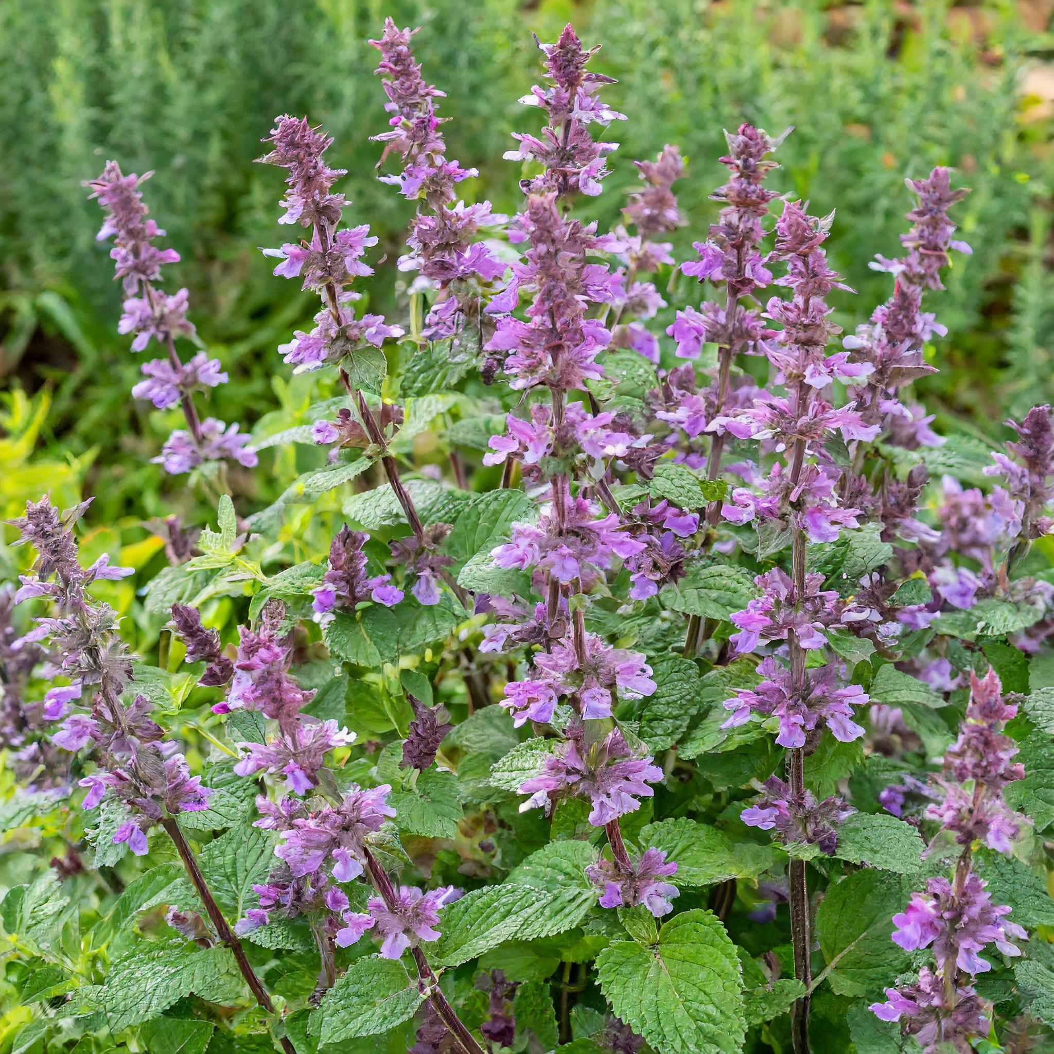 Plant Highlights: Nepeta – gardenUP